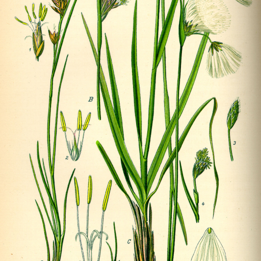 Brown Beak-sedge (Rhynchospora Fusca) Plant Care & How to Grow, Water