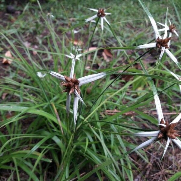 Yerba De Estrella (Rhynchospora Nervosa) Plant Care & How to Grow, Water