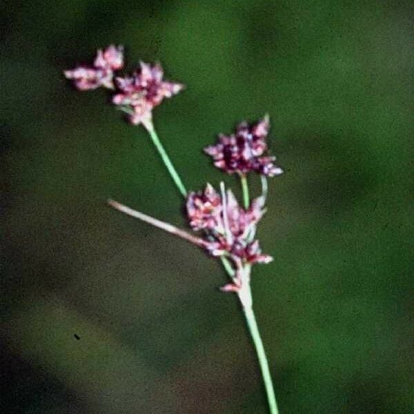 Pineland Beak Sedge (Rhynchospora Perplexa) Plant Care & How to Grow, Water