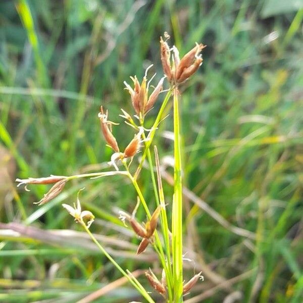 Quill Beaksedge (Rhynchospora Tenuis) Plant Care & How to Grow, Water