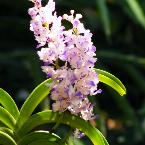 Rhynchostylis Coelestis Plant Care & How to Grow, Water