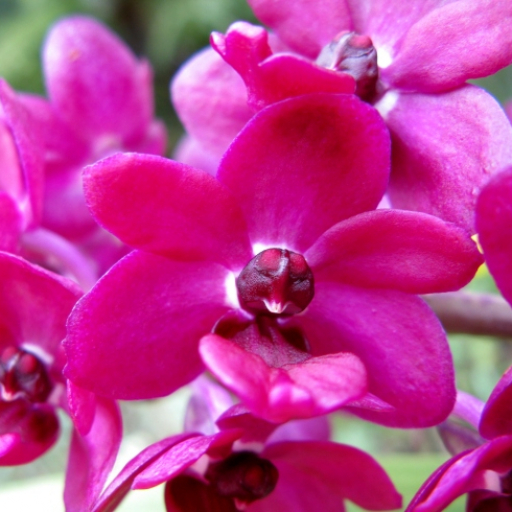 Fox Tail Orchid (Rhynchostylis Gigantea) Plant Care & How to Grow, Water