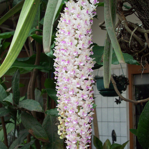 Foxtail Orchid (Rhynchostylis Retusa) Plant Care & How to Grow, Water
