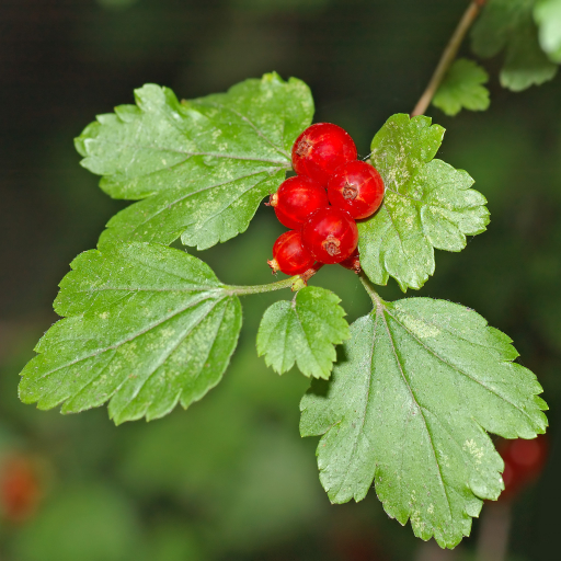 Alpine Currant (Ribes Alpinum) Plant Care & How to Grow, Water