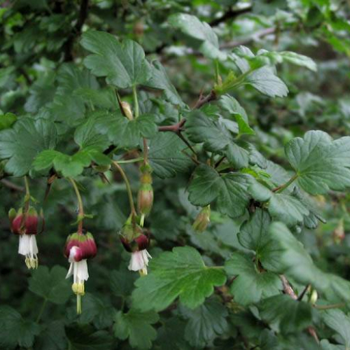 Hillside Gooseberry (Ribes Californicum) Plant Care & How to Grow, Water