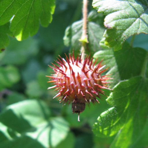 Prickly Gooseberry (Ribes Cynosbati) Plant Care & How to Grow, Water