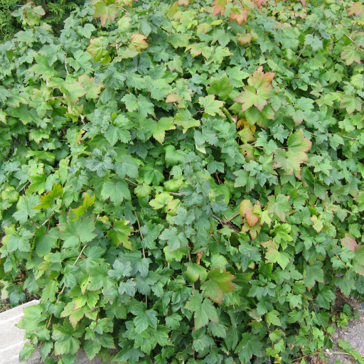 Skunk Currant (Ribes Glandulosum) Plant Care & How to Grow, Water