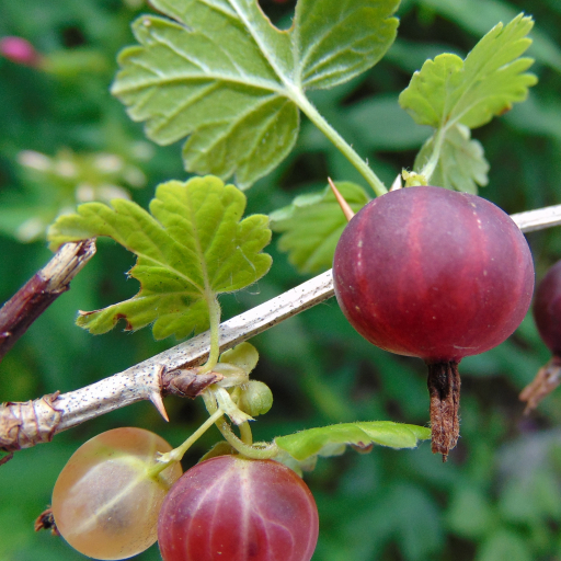 Hairy-Stem Gooseberry (Ribes Hirtellum) Plant Care & How to Grow, Water