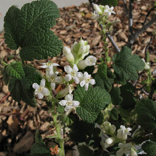 White-Flower Currant (Ribes Indecorum) Plant Care & How to Grow, Water
