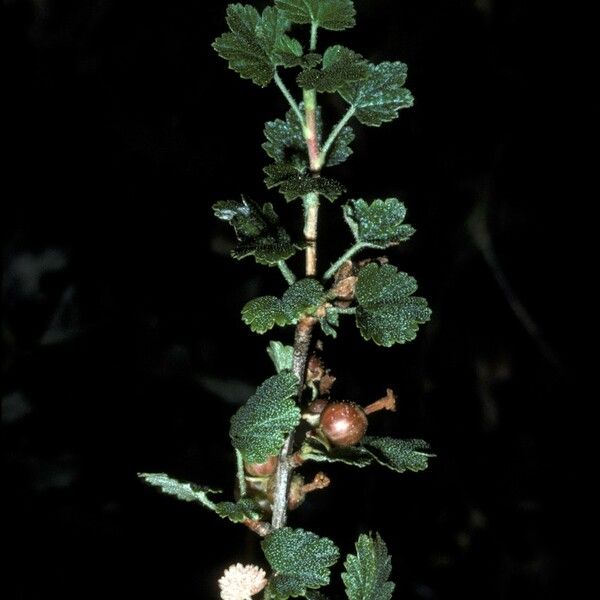 Wax Currant (Ribes Inebrians) Plant Care & How to Grow, Water
