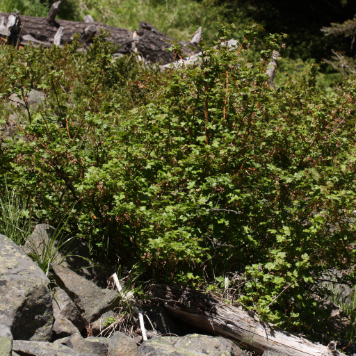 Bristly Black Gooseberry (Ribes Lacustre) Plant Care & How to Grow, Water