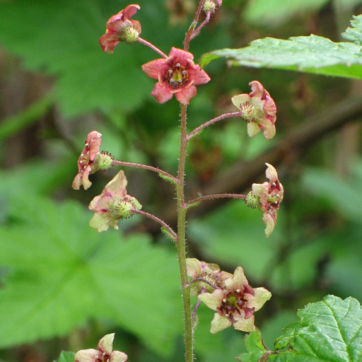 Trailing Blackcurrant (Ribes Laxiflorum) Plant Care & How to Grow, Water