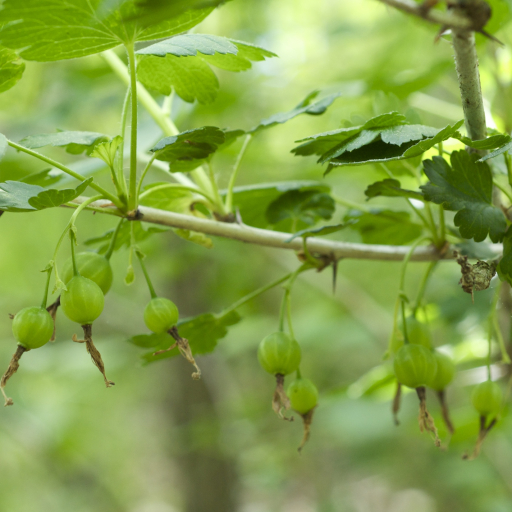 Missouri Gooseberry (Ribes Missouriense) Plant Care & How to Grow, Water