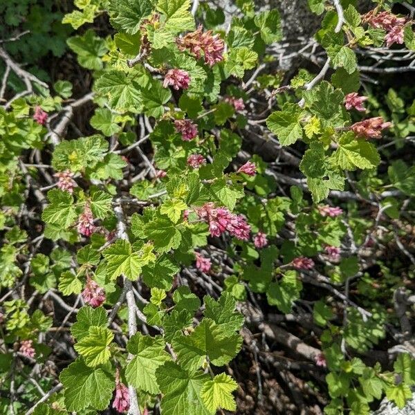 Mountain Pink Currant (Ribes Nevadense) Plant Care & How to Grow, Water