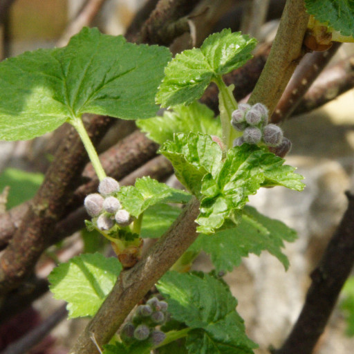 Black Currant (Ribes Nigrum) Plant Care & How to Grow, Water