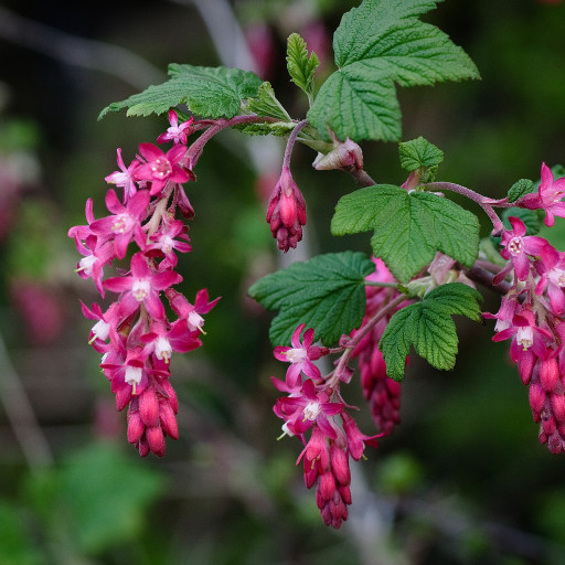 Red-Flowering Currant (Ribes Sanguineum) Plant Care & How to Grow, Water