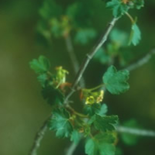 Sardinian Gooseberry (Ribes Sardoum) Plant Care & How to Grow, Water