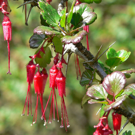 Fuchsia-Flowered Gooseberry (Ribes Speciosum) Plant Care & How to Grow ...