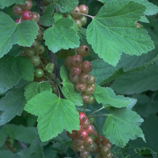 Downy Currant (Ribes Spicatum) Plant Care & How to Grow, Water
