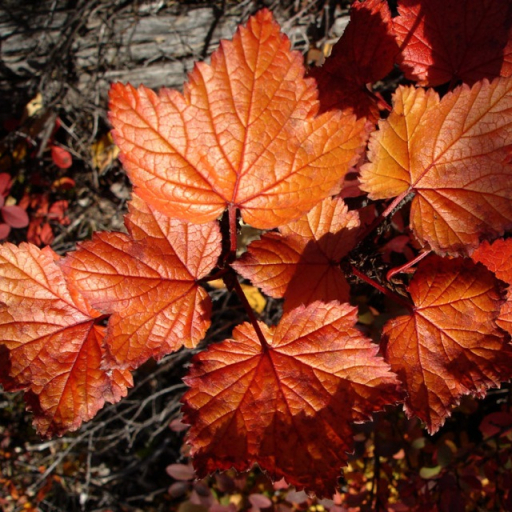 Swamp Red Currant (Ribes Triste) Plant Care & How to Grow, Water