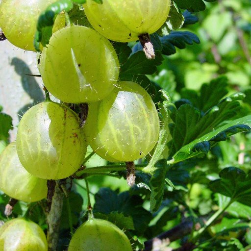 Gooseberry (Ribes Uva-crispa) Plant Care & How to Grow, Water