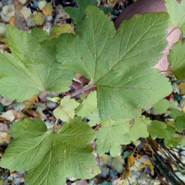 Ribes Valdivianum Plant Care & How to Grow, Water