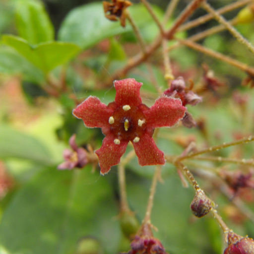 Santa Catalina Island Currant (Ribes Viburnifolium) Plant Care & How to ...