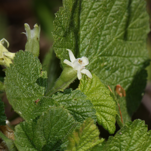 Sticky Currant (Ribes Viscosissimum) Plant Care & How to Grow, Water
