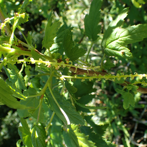 Rothrock Currant (Ribes Wolfii) Plant Care & How to Grow, Water