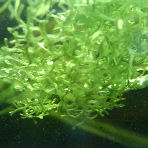 Floating Crystalwort (Riccia Fluitans) Plant Care & How to Grow, Water