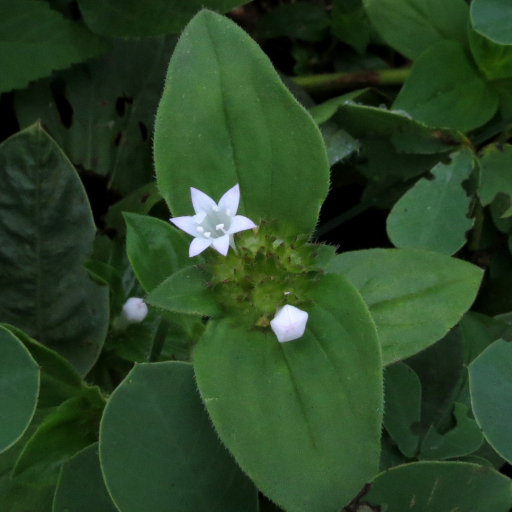 Mexican Clover (Richardia Scabra) Plant Care & How to Grow, Water