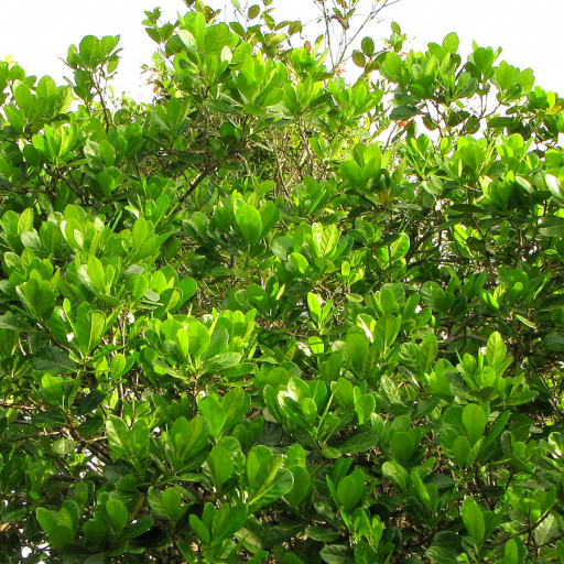 Bwa Bande (Richeria Grandis) Plant Care & How to Grow, Water