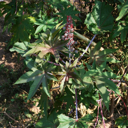 Castor-Oil- (Ricinus Communis) Plant Care & How to Grow, Water