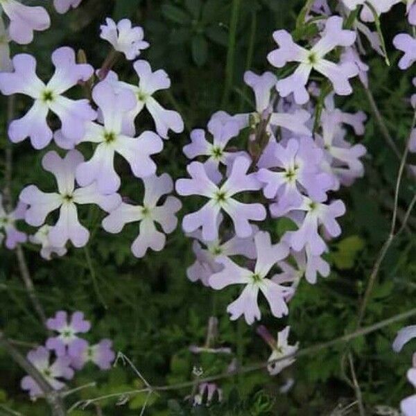 Ricotia Lunaria Plant Care & How to Grow, Water