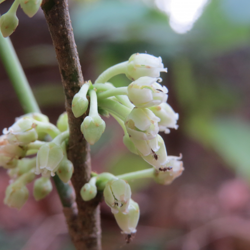 Rinorea Bengalensis Plant Care & How to Grow, Water