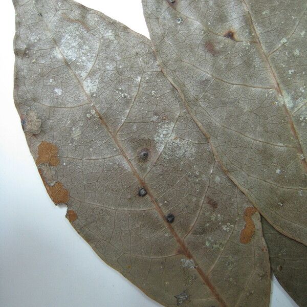 Rinorea Guianensis Plant Care & How to Grow, Water