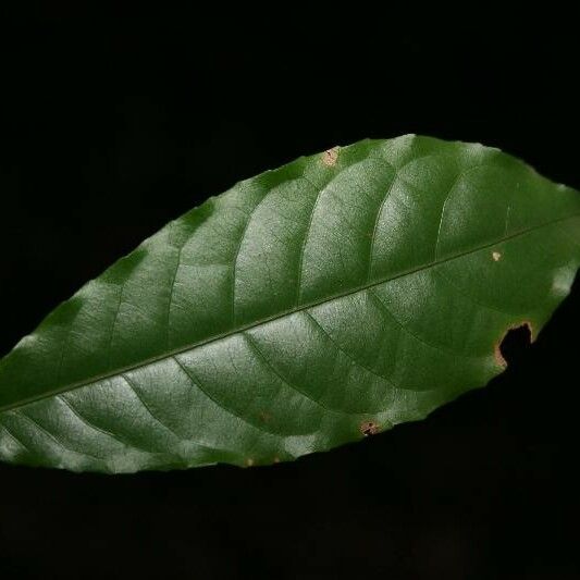 Rinorea Neglecta Plant Care & How to Grow, Water