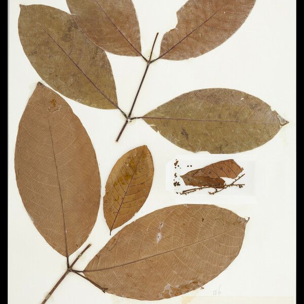 Rinorea Racemosa Plant Care & How to Grow, Water