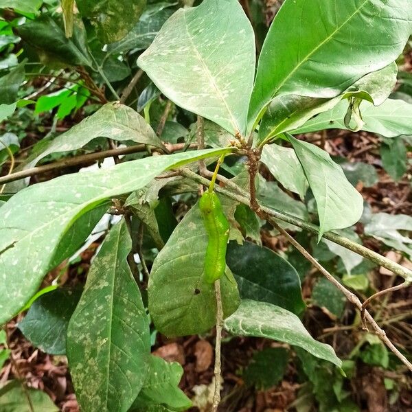 Ritchiea Simplicifolia Plant Care & How to Grow, Water