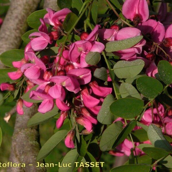 Idaho Locust (Robinia × Ambigua) Plant Care & How to Grow, Water