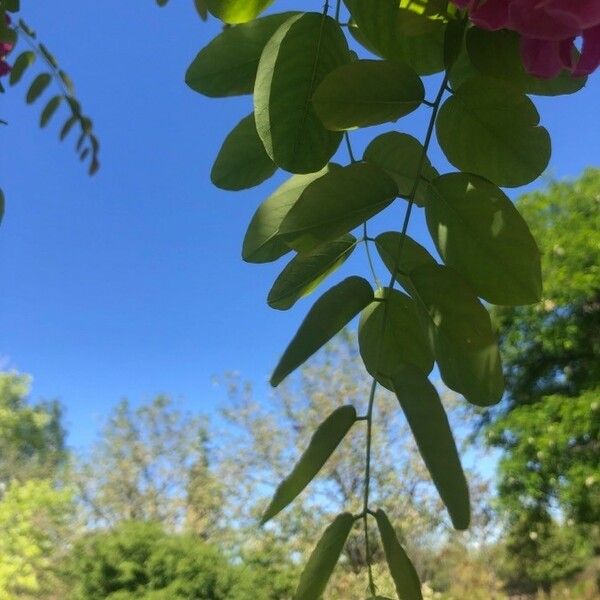 Robinia × Margaretiae Care Guide: Water, Soil & Propagation - Plantiary