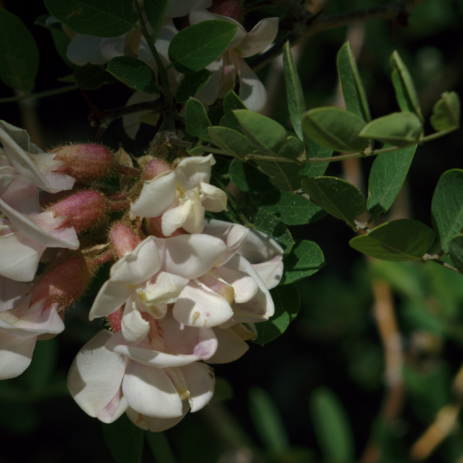 New Mexico Locust (Robinia Neomexicana) Plant Care & How to Grow, Water