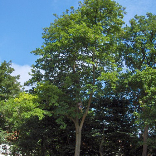 Black Locust (Robinia Pseudoacacia) Plant Care & How to Grow, Water