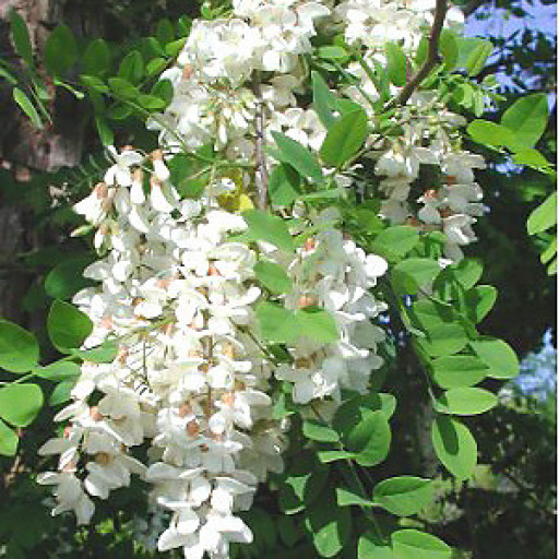 Robinia Plant Care & How to Grow, Water