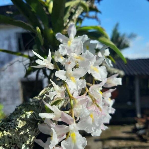 Rodriguezia Bracteata Plant Care & How to Grow, Water