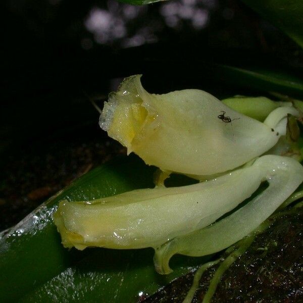 Rodriguezia Compacta Plant Care & How to Grow, Water