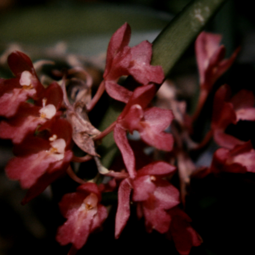 Coral Orchid (Rodriguezia Lanceolata) Plant Care & How to Grow, Water