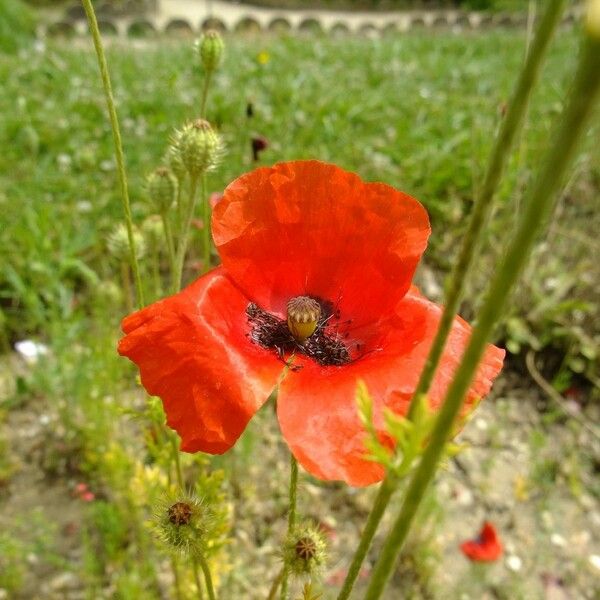 Rough Poppy (Roemeria Sicula) Plant Care & How to Grow, Water