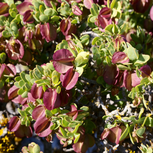 Salad Twinleaf (Roepera Morgsana) Care Guide: Water, Soil & Propagation ...