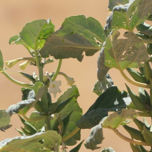 Rogeria Longiflora Plant Care & How to Grow, Water